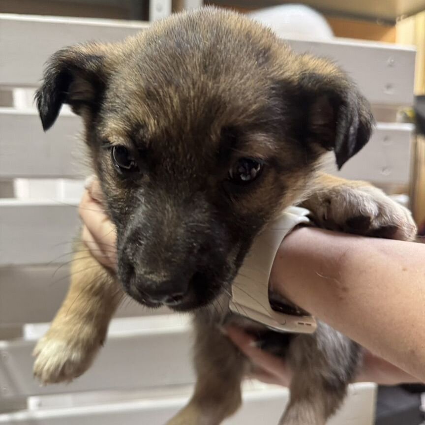 Щенок в добрые руки