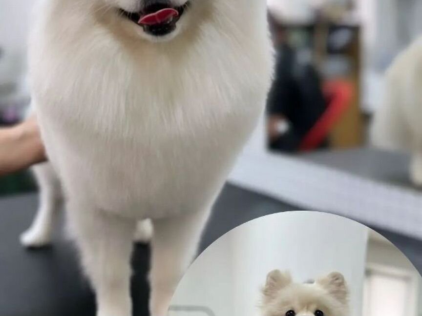 Малый немецкий шпиц