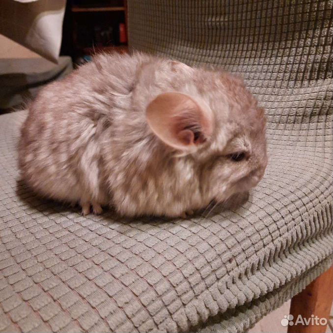 Ангорская шиншилла