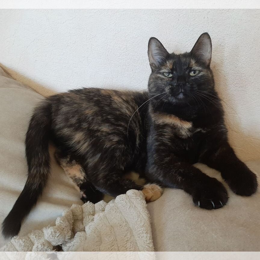 Кошки в добрые руки