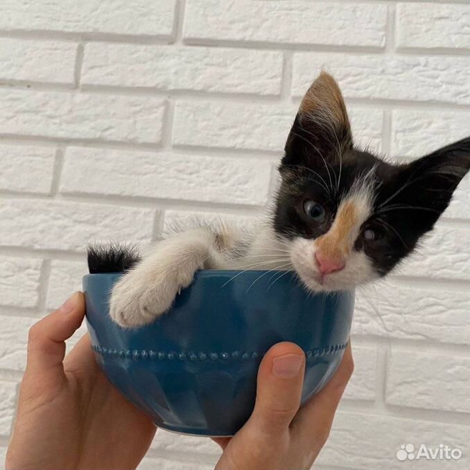 Котенок-мурлыка в добрые руки