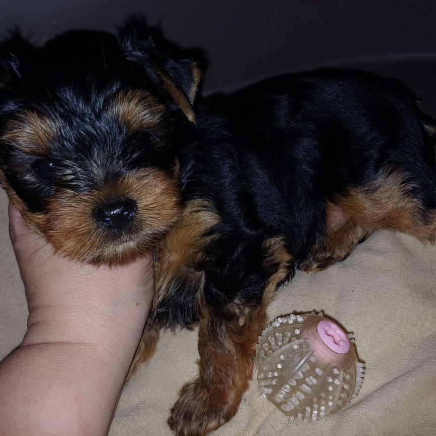 Йоркширский терьер, щенок