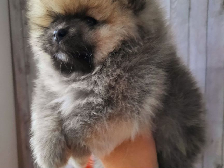 Померанский шпиц