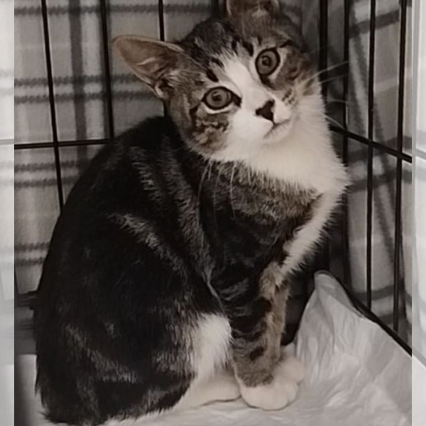 Котёнок подросток Полосатик
