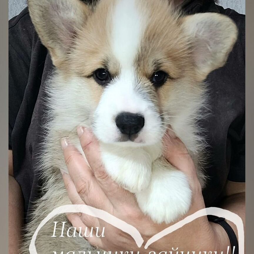 Щенки вельш корги пемброк