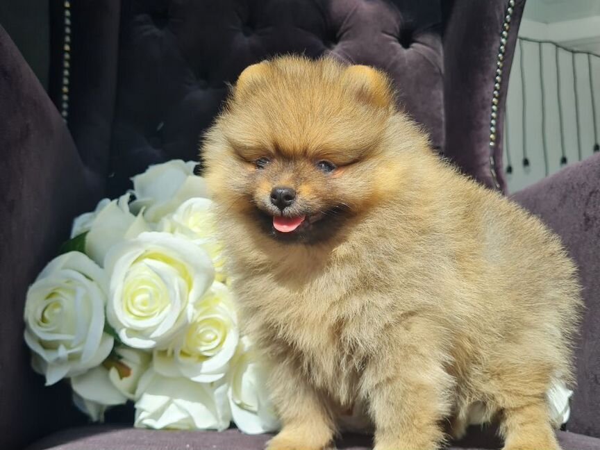 Померанский шпиц