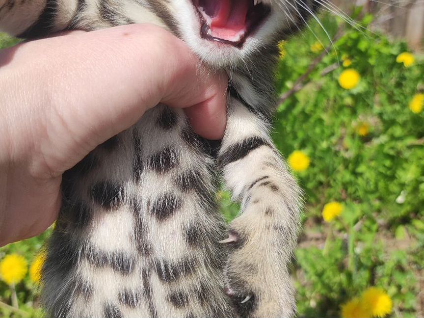 Бенгальские котята