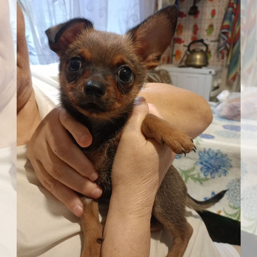 Русский той-терьер, щенок