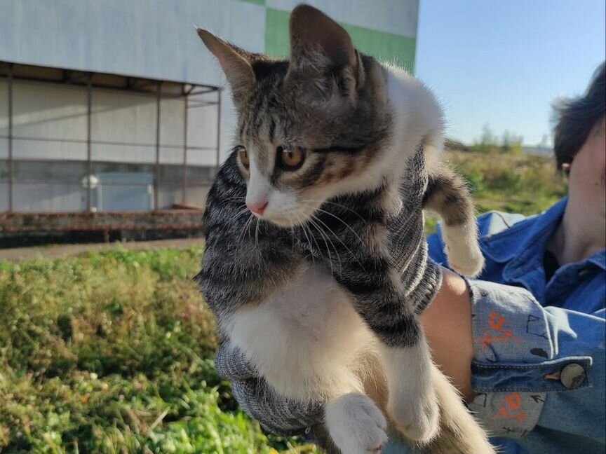 Кошка в дар бесплатно