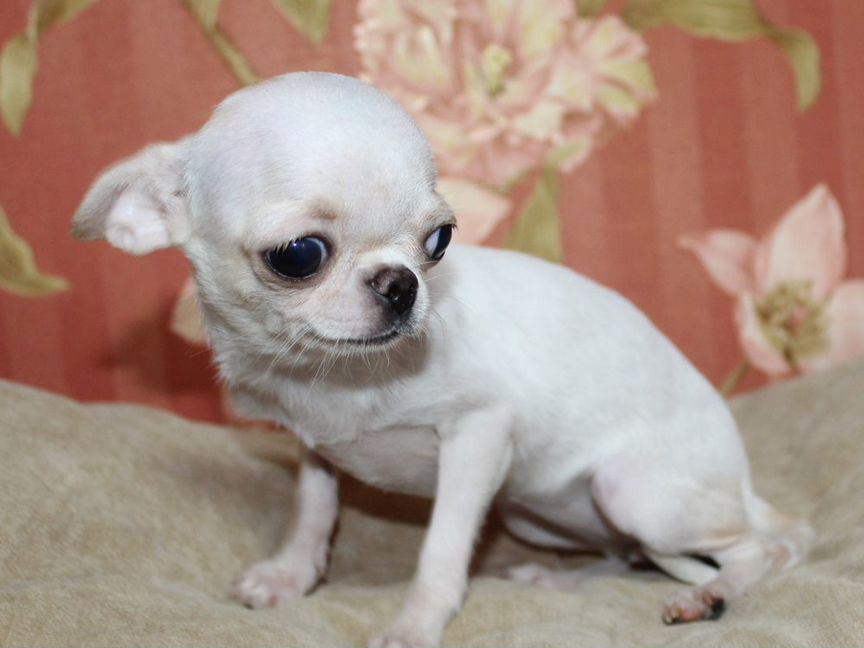 Милая кроха чихуа