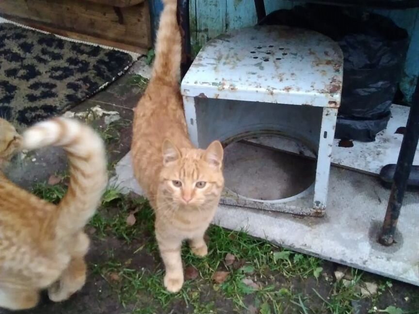 Котенок мальчик