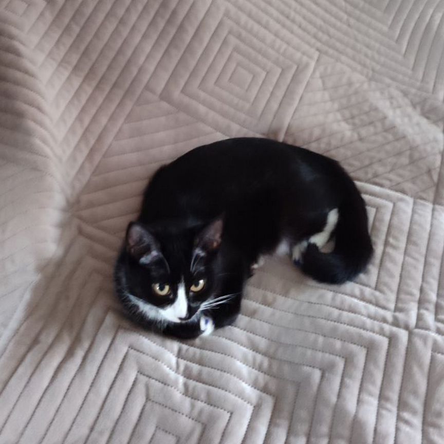 Котёнок в добрые руки