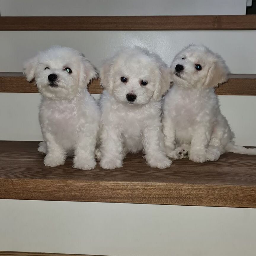 Белые пушистики