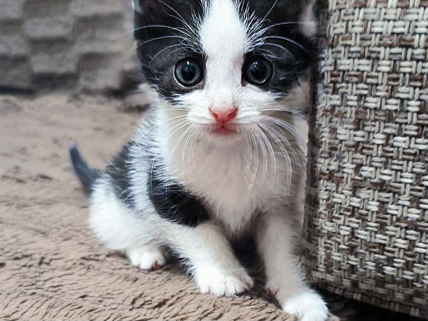 Котики в добрые руки