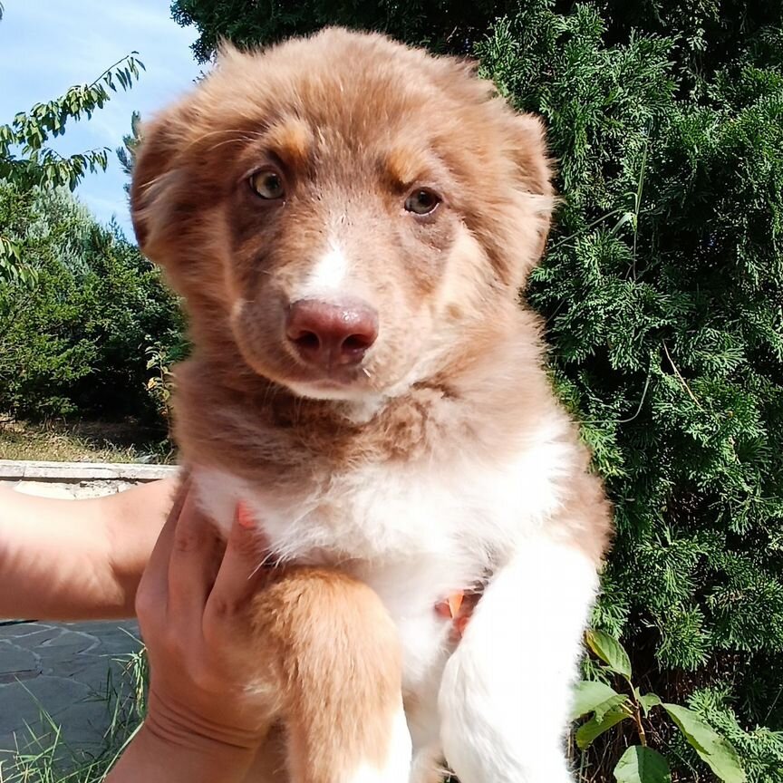 Щенки Австралийской овчарки