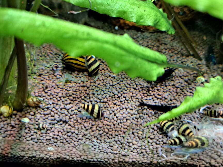 Улитка хелена