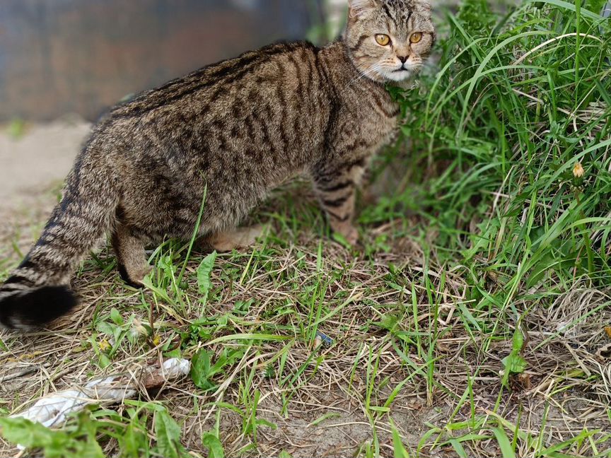 Молодой Шотландский котик бесплатно