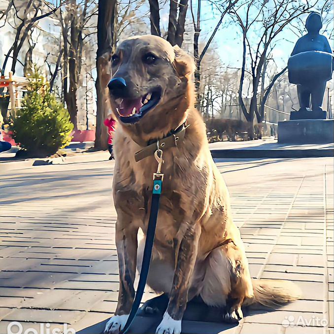 Настоящий компаньон Тигра