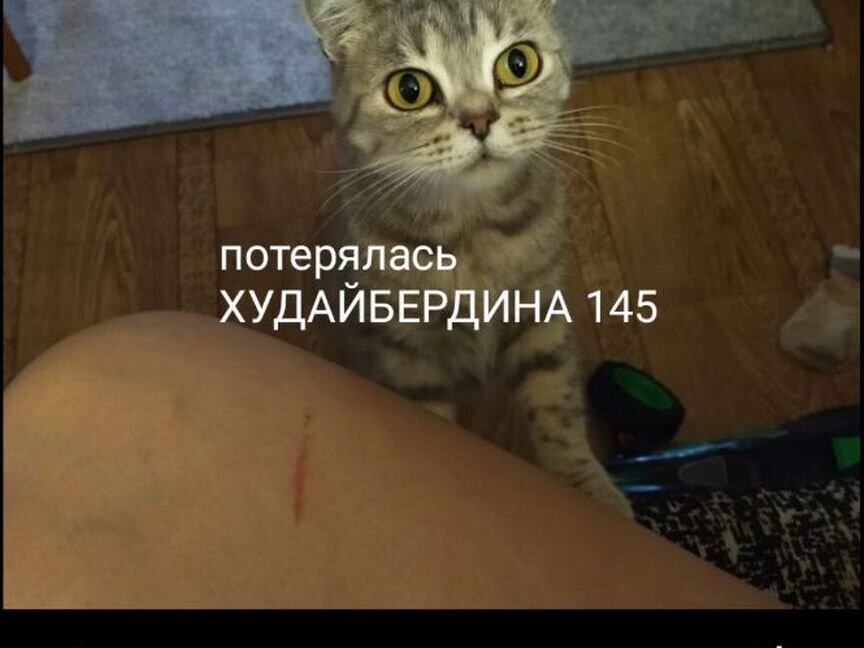 Потерялась кошка Масяня