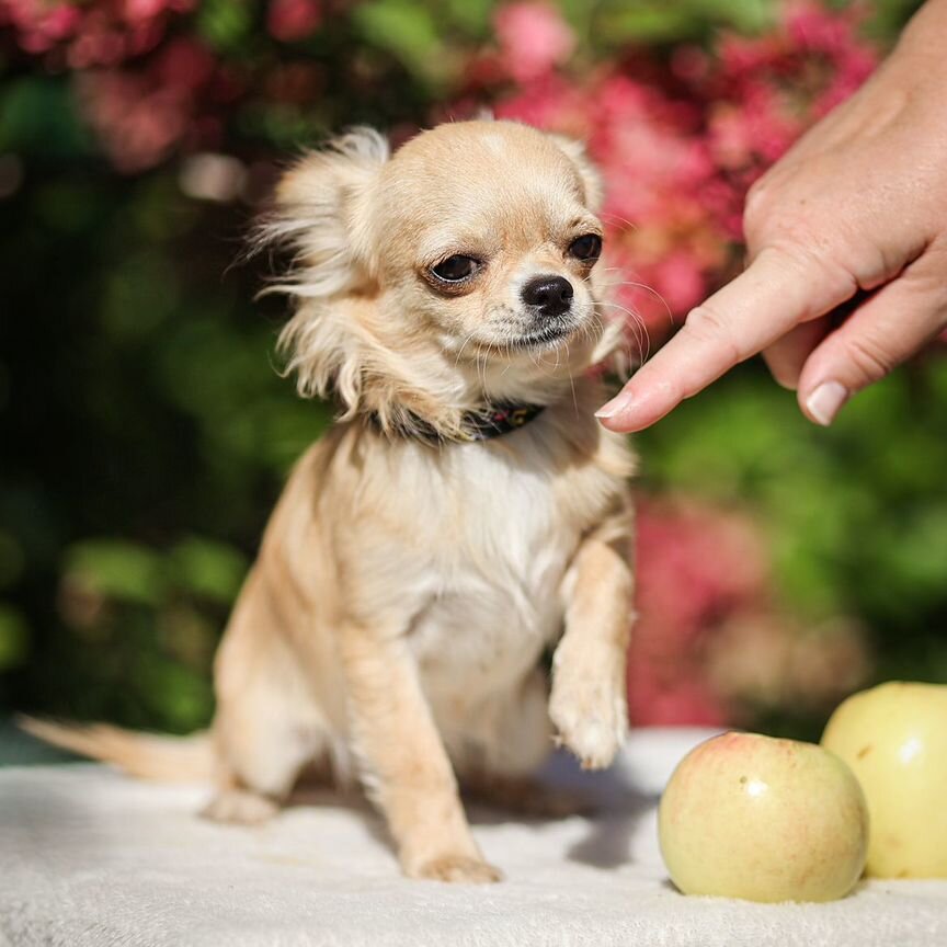Мальчишка Чи