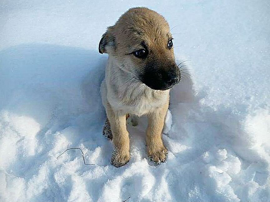Щенок маленький девочка 1.5 месяца