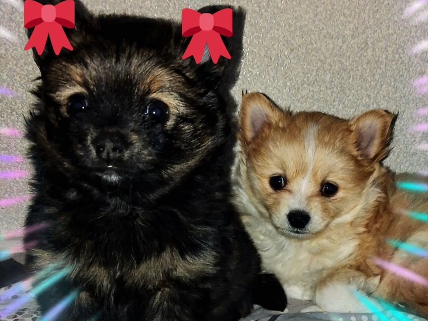 Щенки помчи