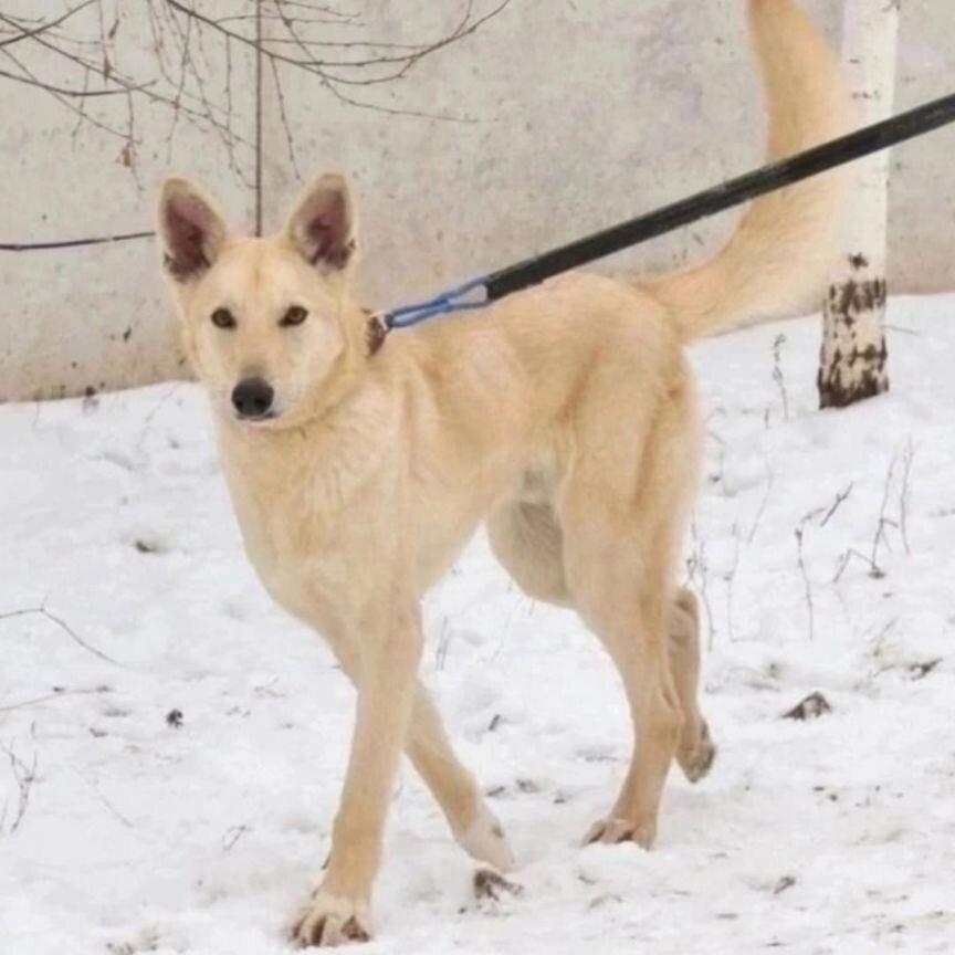 Взрослая собака в добрые руки