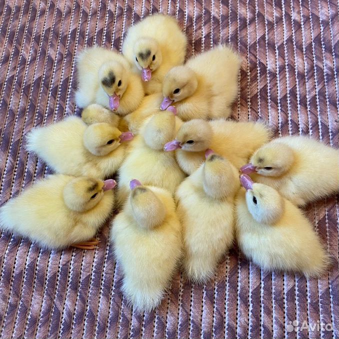 Продаются белые индоутята