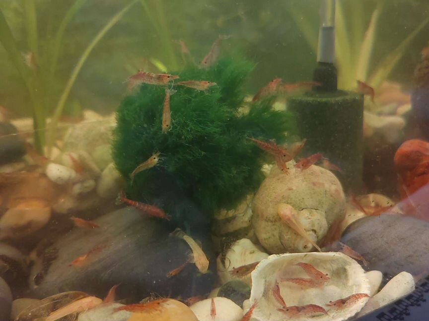 Аквариумные креветки