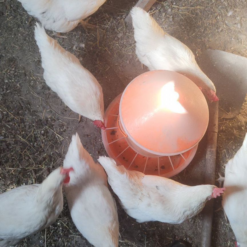 Куры несушки