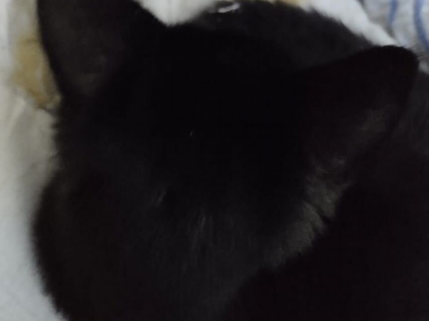 Котенок девочка чисто черный