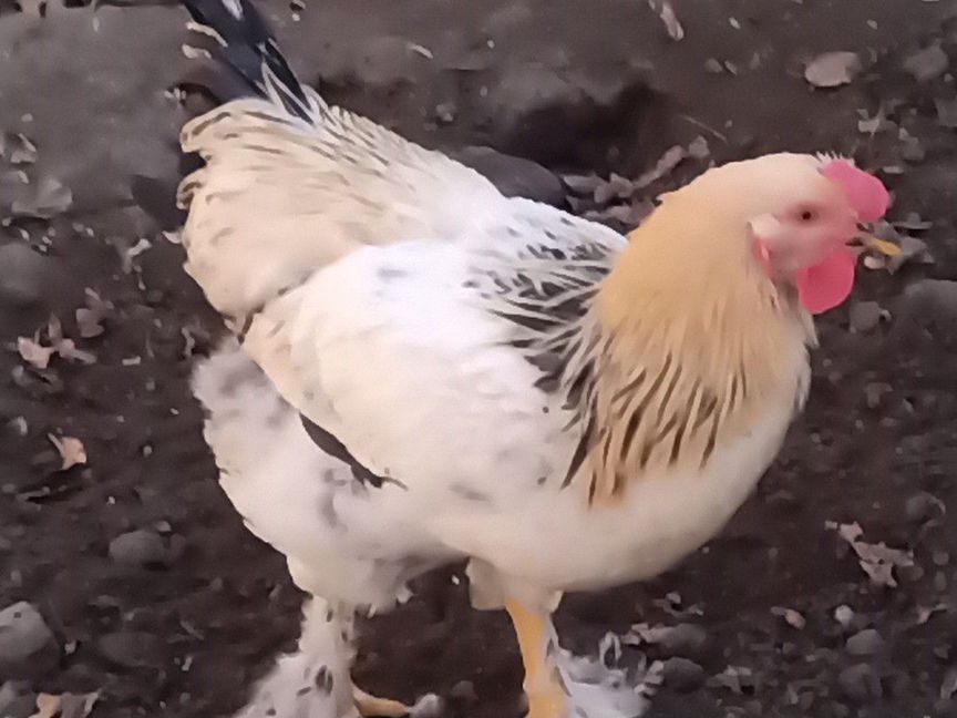 Петух - порода-Брама, 6мес