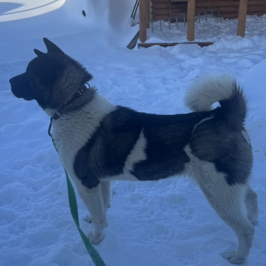 Американская акита, взрослая собака