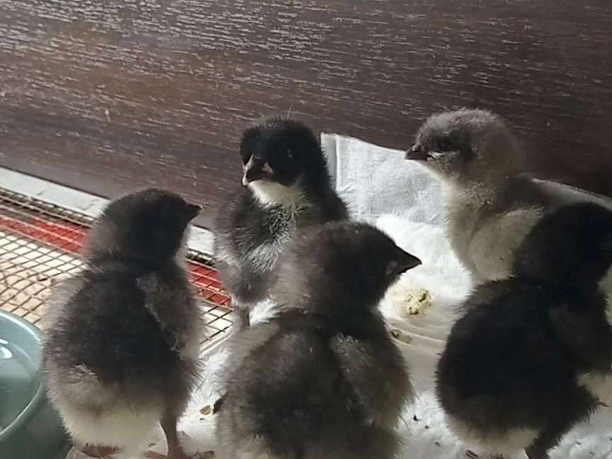 Цыплята маран