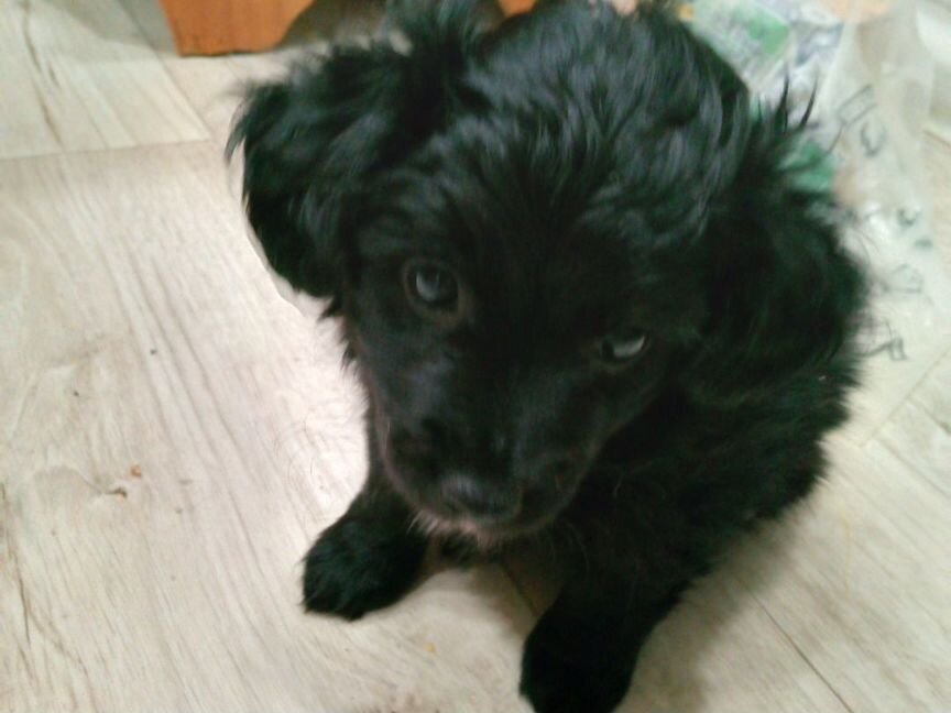 Отдам бесплатно будут маленькие