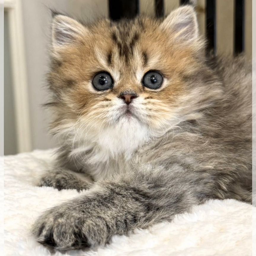Шотландский прямоухий длинношёрстный котёнок