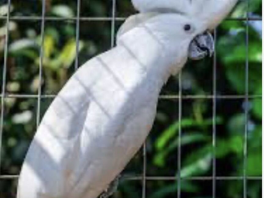 Попугай какаду