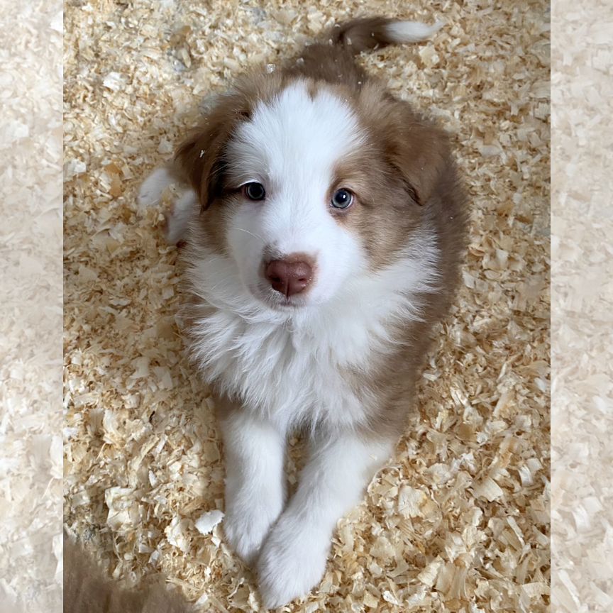 Австралийская овчарка, щенок