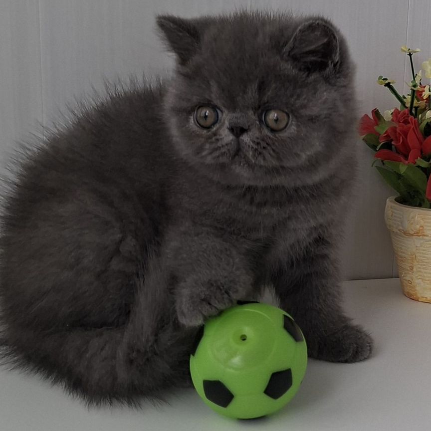 Экзотический короткошёрстный котёнок