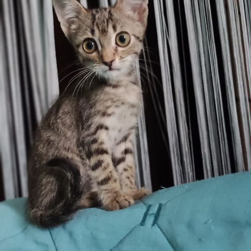 В добрые руки Васечка