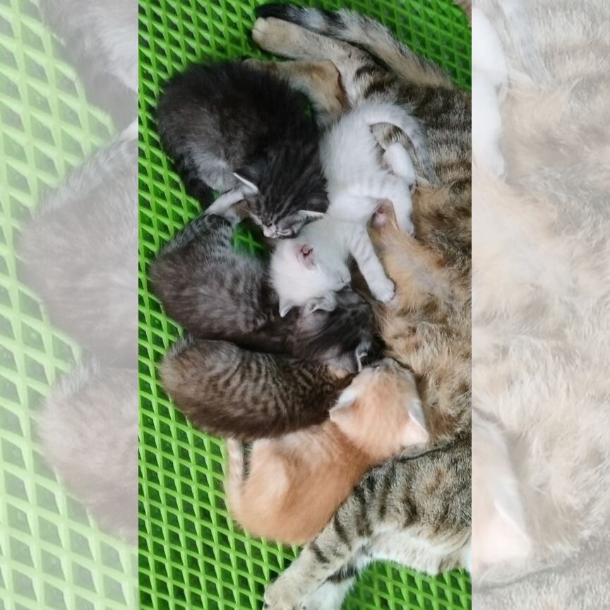Котята в добрые руки