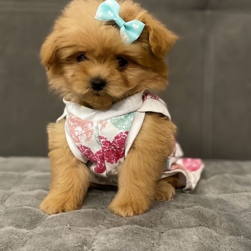 Мальтипу, щенок