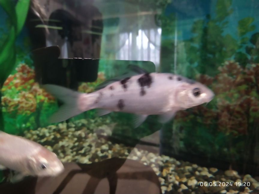 Карпы Кои в аквариум или в пруд