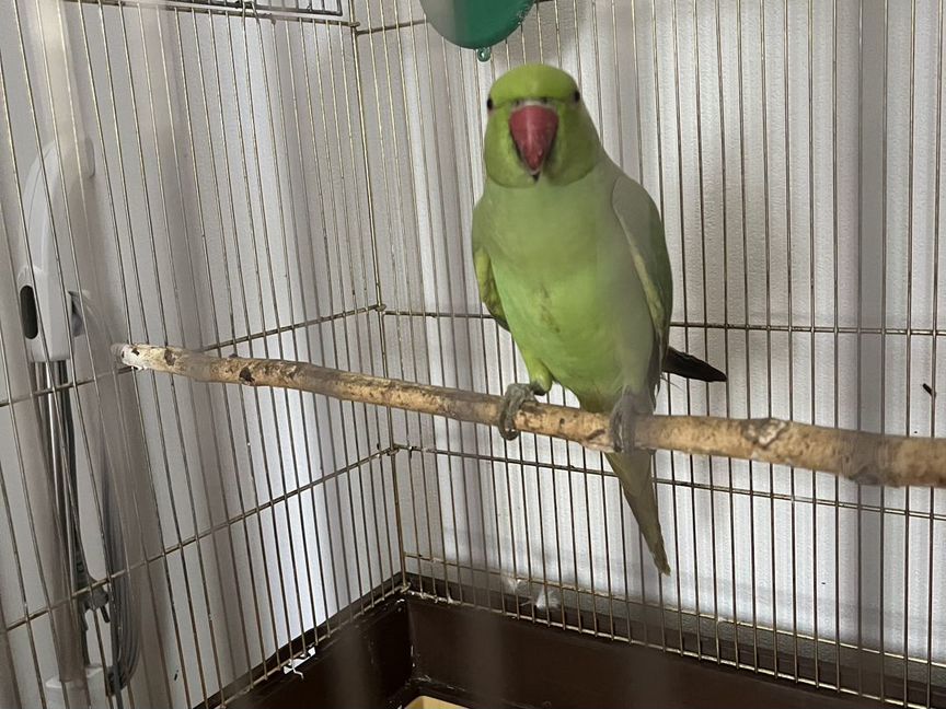 Продам попугая с клеткой