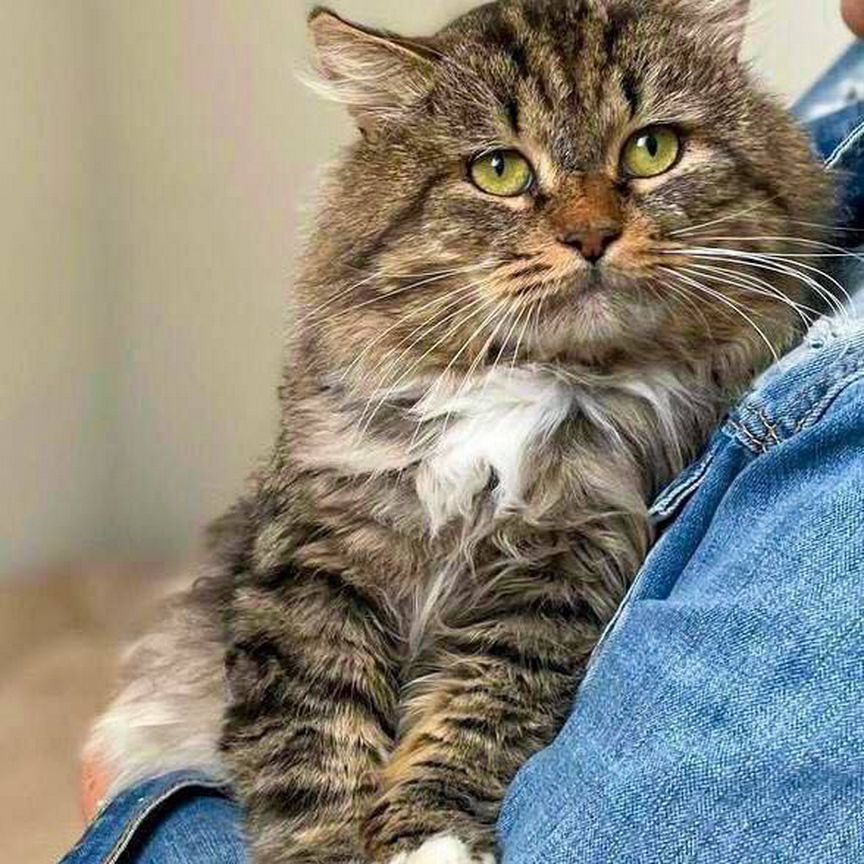 Шикарный котик ищет семью