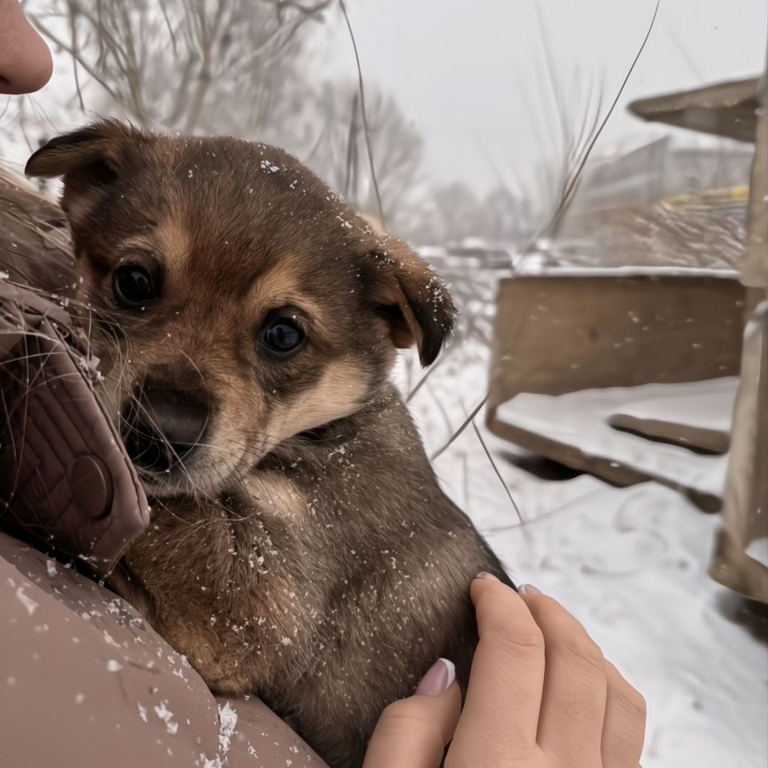 Щенок в добрые руки