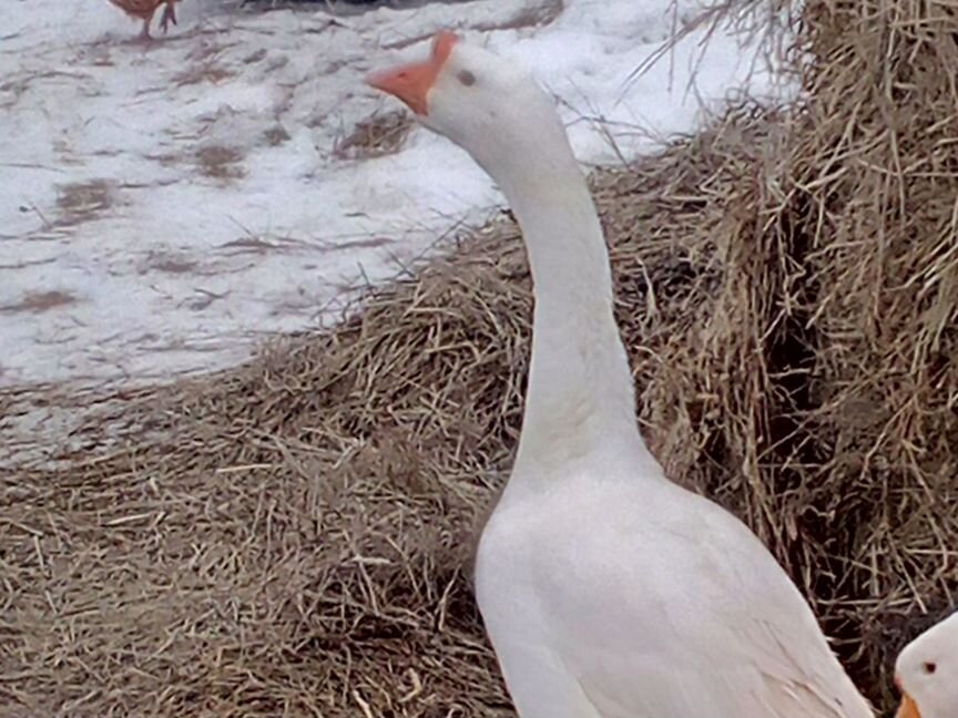Гусь
