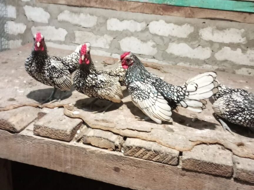 Петухи Сибрайт