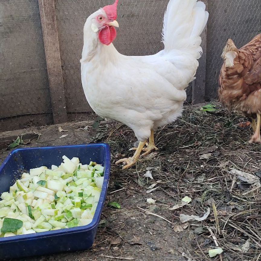 Куры несушки молодки продам
