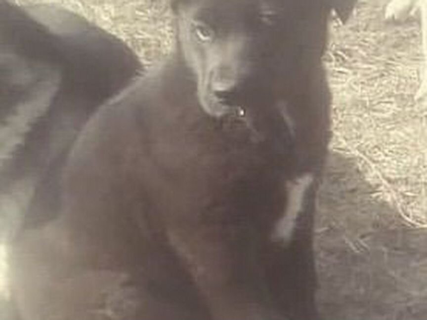 Собака помесь авчарки